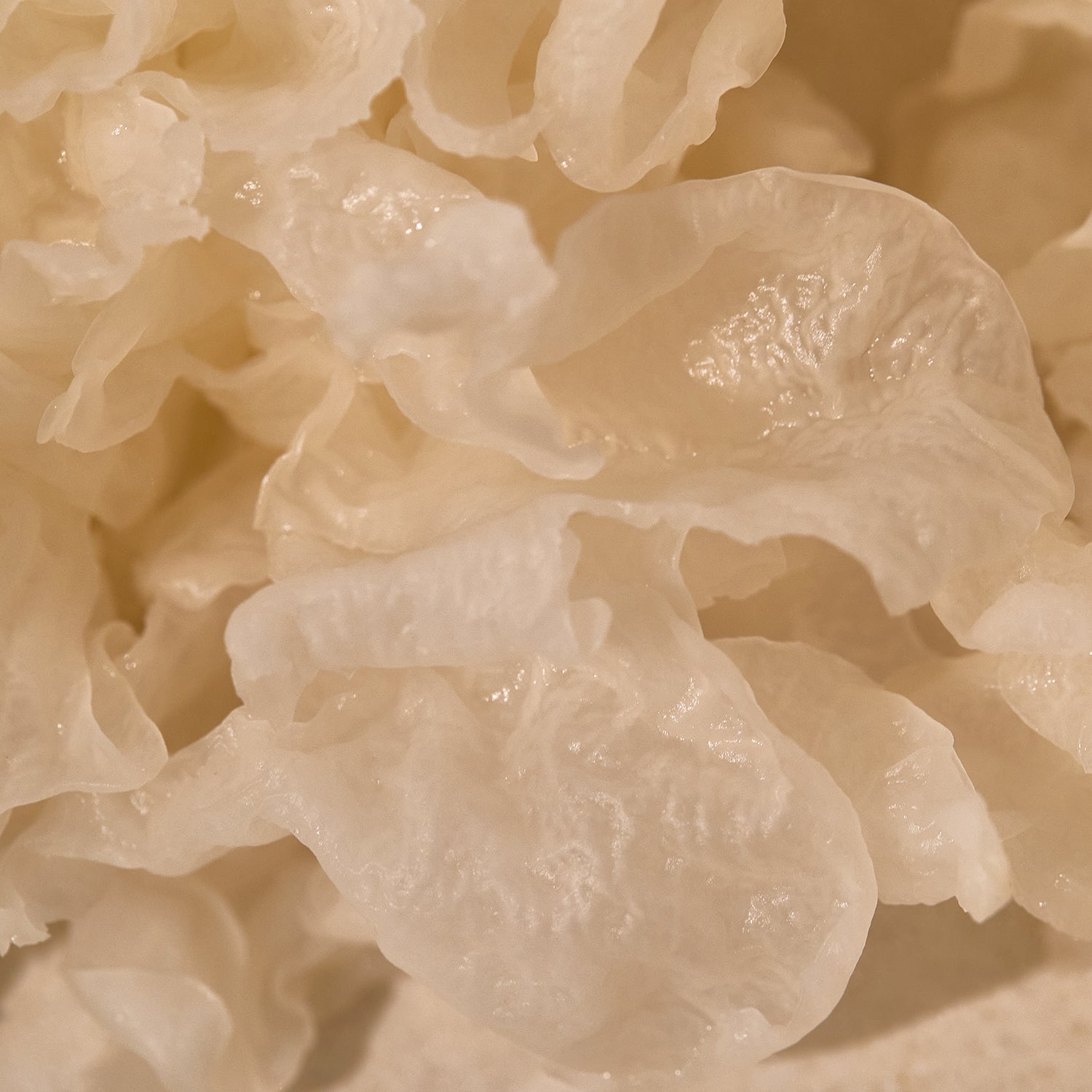 KAINE Cosmetics – KAINE, INC.